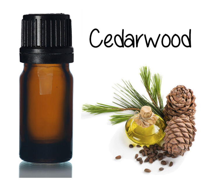 Pure Cedarwood essential oil 5ml | Lazada PH