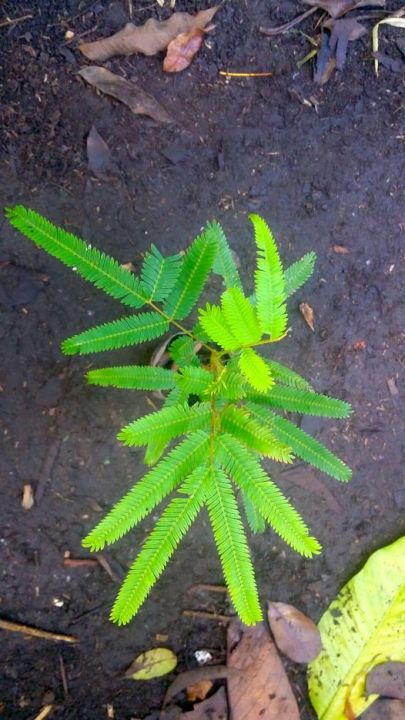 kupang plant | Lazada PH