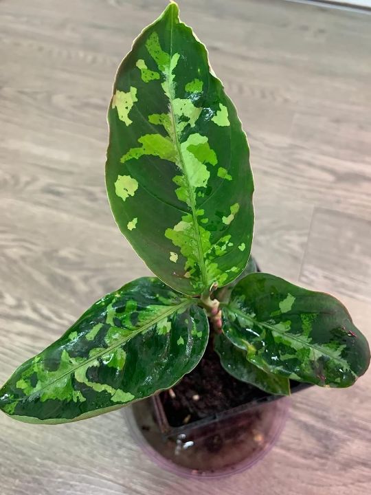 Tall Live Plant Rare Tropical Camo Aglaonema Pictum Tricolor cajcdw Plants seeds | Lazada PH