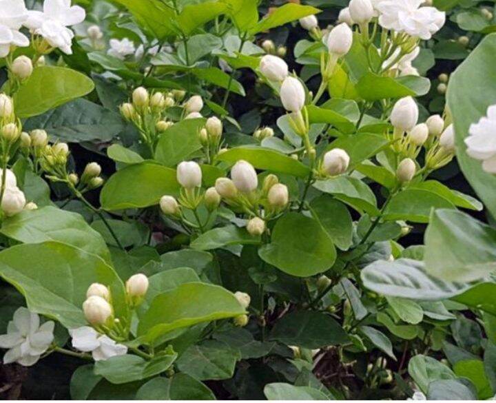 Jasmine Plant Jasminum Sambac Arabia Jasmine Flower Mogra Fragrant ...