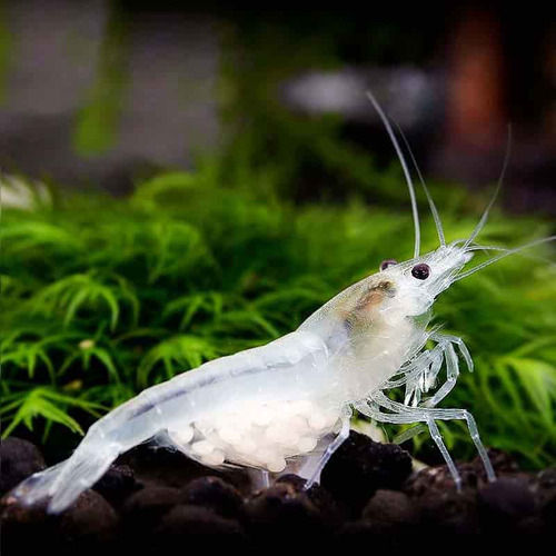 Snowball Shrimp Neocaridina shrimp x 8 pcs by [3k Aquatic] | Lazada