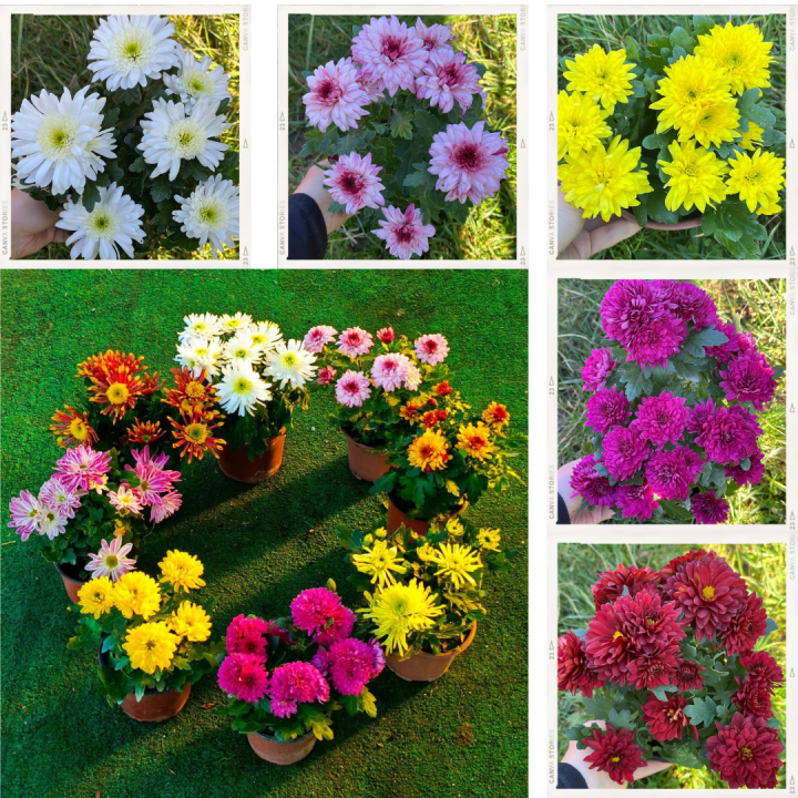 PAKET 8 WARNA KRISAN ASTER TANAMAN KRISAN ASTER BUNGA SERUNI COD TERBATAS TANAMAN HIAS HIDUP ...