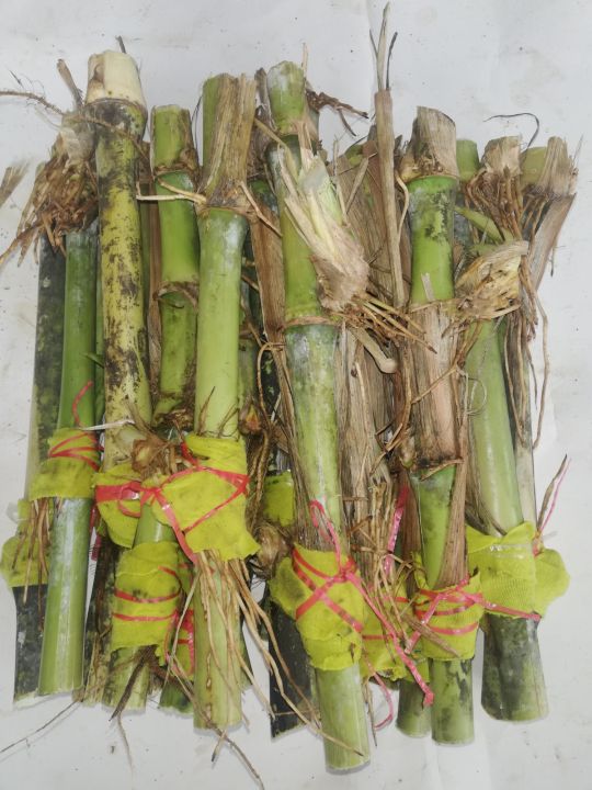 SUPER NAPIER GRASS /PACHONG HAY GRASS / CUTTINGS( ready for planting ...