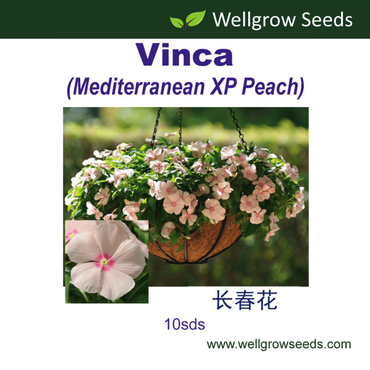 Flower Seeds : Vinca Mediterranean XP Peach (10sds) (not plants ...