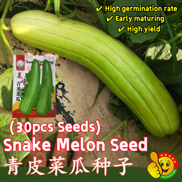 100% Original Snake Melon Seeds for Sale (30pcs Seeds) 青龙菜瓜蔬菜种子 High ...