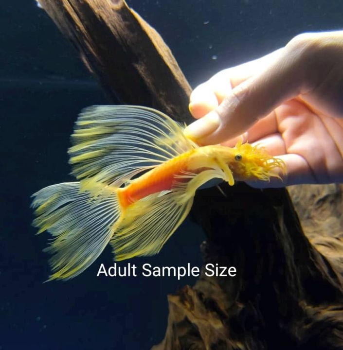 [Long Jin Aquatic] L144 Blue Eye Long Fin Pleco 4cm+ | Lazada