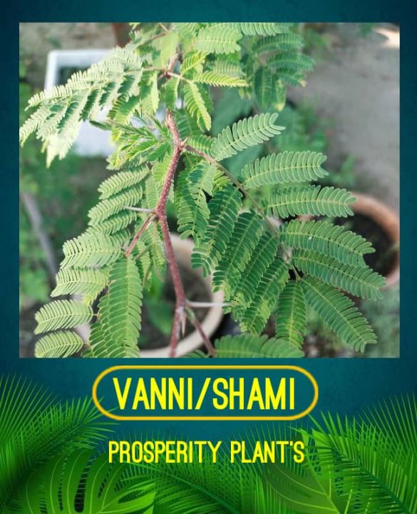 LIVE PLANT-VANNI/SHAMI/BANNI PLANT | Lazada