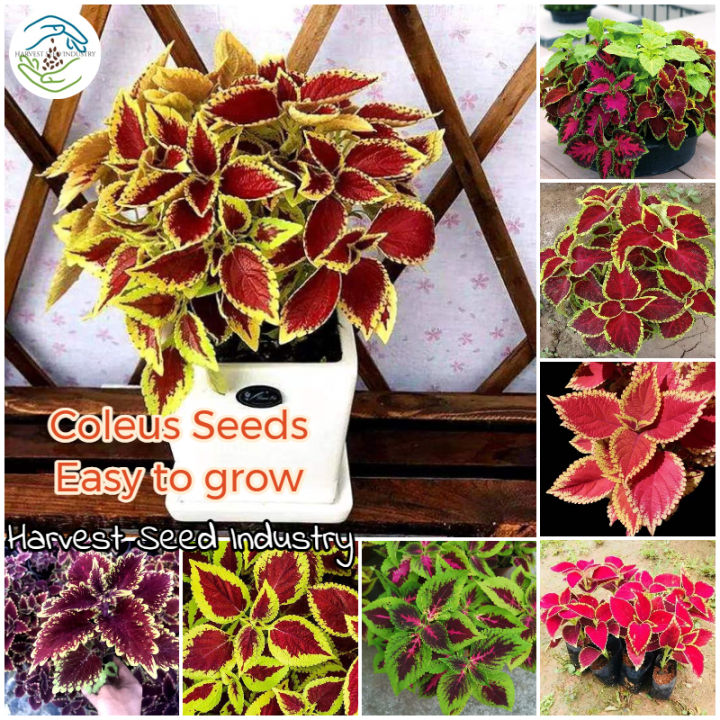 [High Quality Seedings] Coleus Seeds Perilla Blumei Flower Seeds for ...