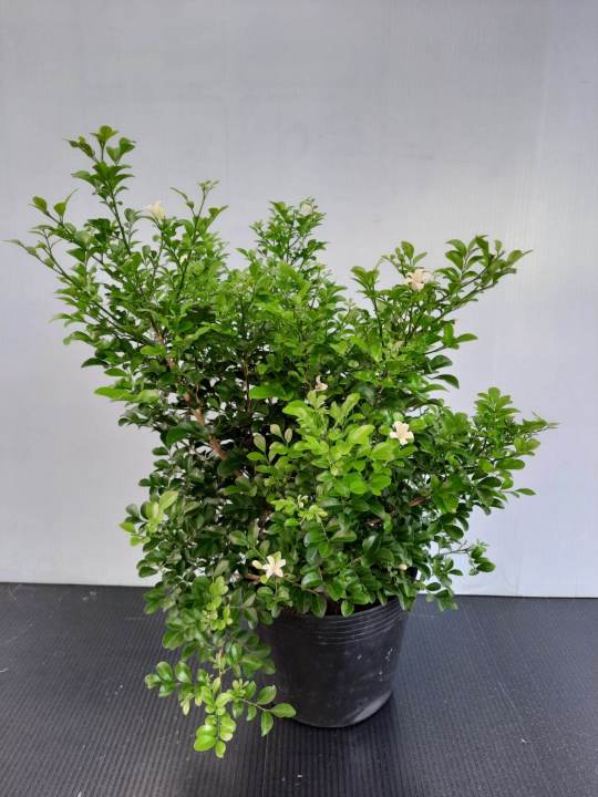 Buy Three Get Five (Not Plants)Murraya Paniculata 'Min A Min' Seed ...