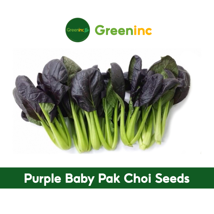 Purple Baby Pak Choi Seeds (紫小白菜) Vegetable Seeds from SG | Lazada ...