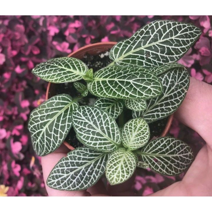 Malaysia Ready Stock 20pcs Fittonia Plant (just Seed) Pokok Hidup ...