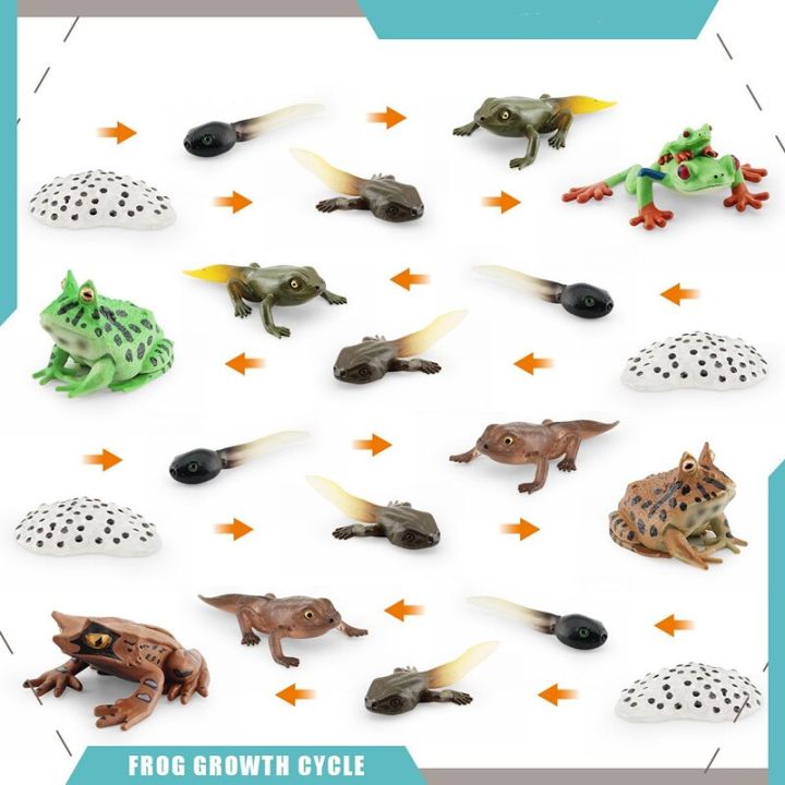 Simulation Life Cycle Of Frog Animal Growth Cycle Models Crayfish ...