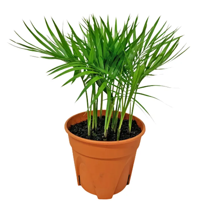 Rhopaloblaste (Jawa/Java palm) (0.3mH) - shade loving mini palm perfect ...