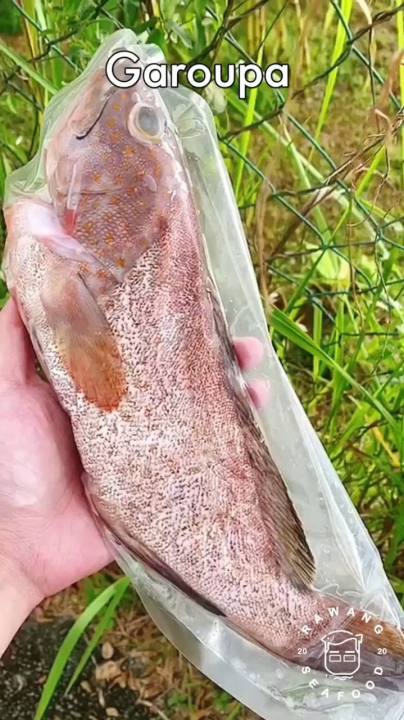 [Fresh Frozen] Grouper Cleaned 400-600g Vacuum Packed / Local/ Garupa ...