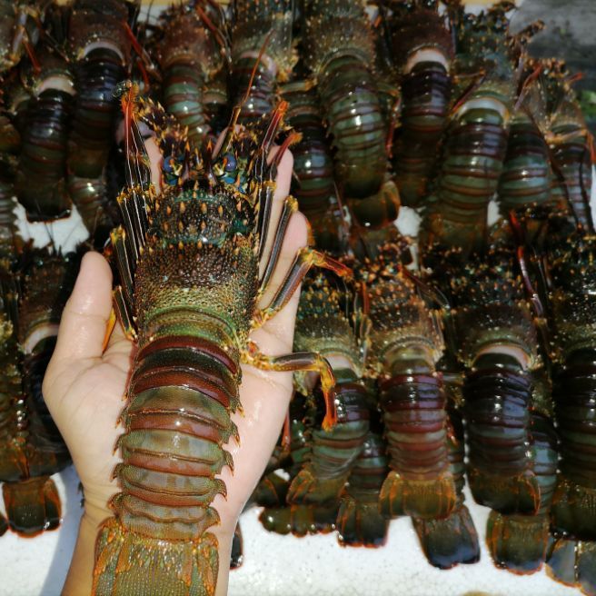 Baby lobster | Lazada PH