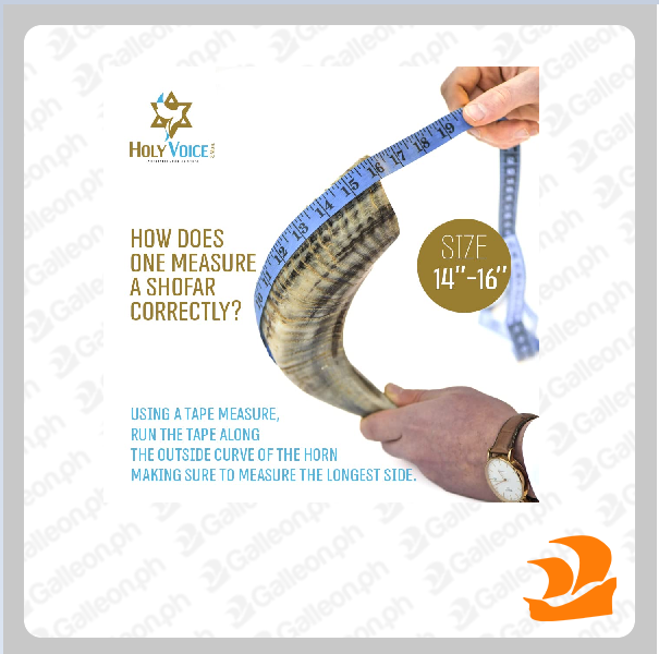 Kosher Ram Shofar Horn from Israel 14”-16" Traditional Half Polished ...