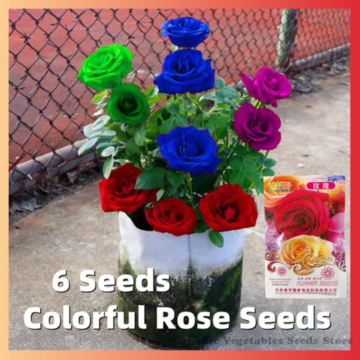 6 Seeds Bonsai Colorful Rose Seeds Rose Flower Seeds for Planting Benih ...