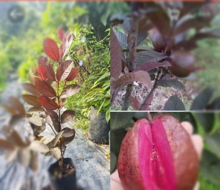 POKOK JAMBU BATU VIETNAM PURPLE | Lazada