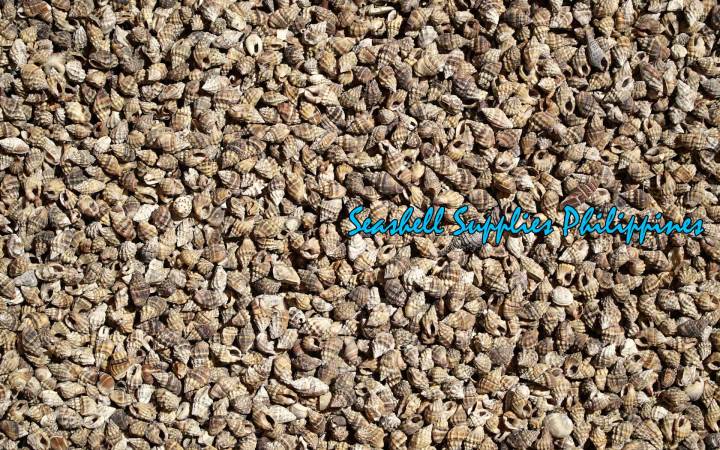Rotong Sea Shells (Horrid Nassa) - Resin Fillers/Arts/Crafts | Lazada PH