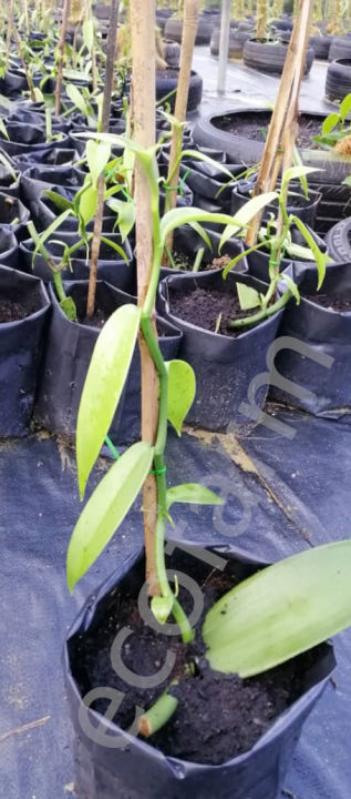 Vanilla Planifolia Seedling with Root and Shoot / Anak pokok Vanilla ...