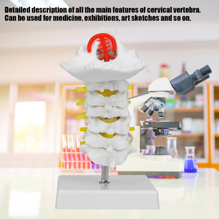 Cervical Vertebra Arteria Spine Spinal Nerves Anatomical Model for ...