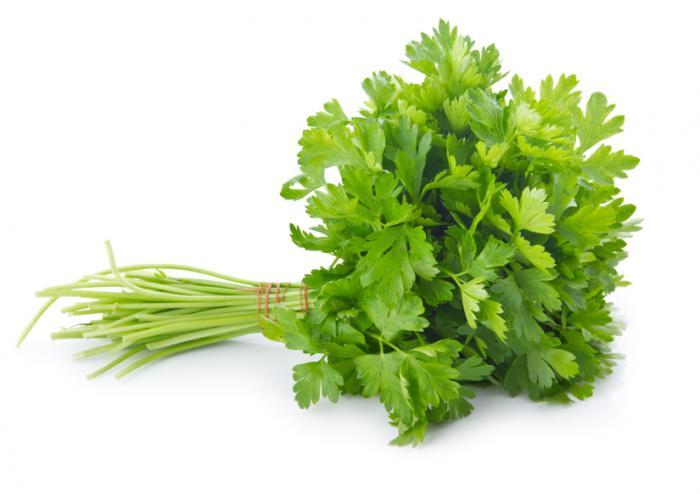 KINCHAY (100 SEEDS) KINTSAY CHINESE CELERY | Lazada PH