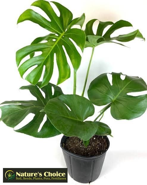 Monstera Deliciosa (1 meter height) with FREE garden soil, plastic pot ...