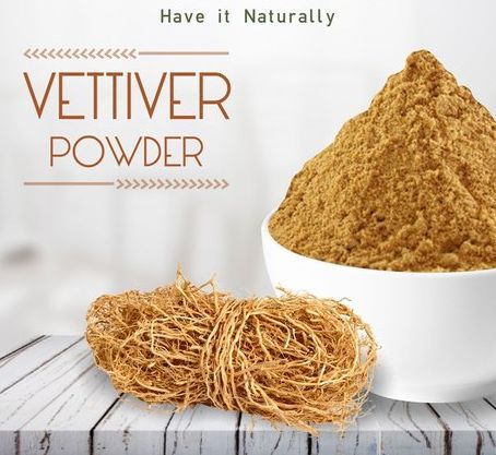 Vettiver Powder /Vetriver Powder /Plectranthus vettiveroides Powder ...