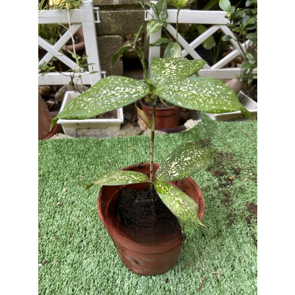 Anak Pokok Buluh Batik / Buluh Jepun [m | Lazada Anak Pokok Buluh Batik / Buluh Jepun [m | Lazada