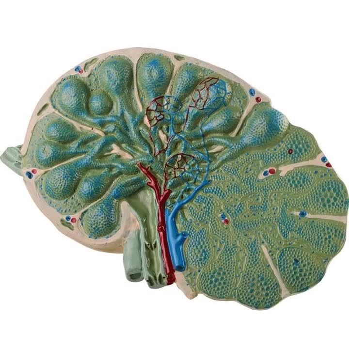 Human Lymph Node Expansion Model Detachable Teaching Laboratory ...