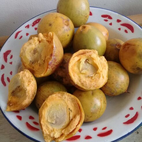 Buah campolay atau campoleh segar 1 kg | Lazada Indonesia