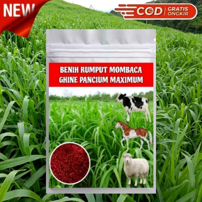 1KG Benih Rumput Mombaca F1 Triple Dalas Mombasa Ghine Bibit Rumput ...