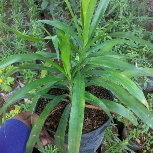 Tanaman suji - tanaman pewarna makanan - sugih - pohon sugih | Lazada ...