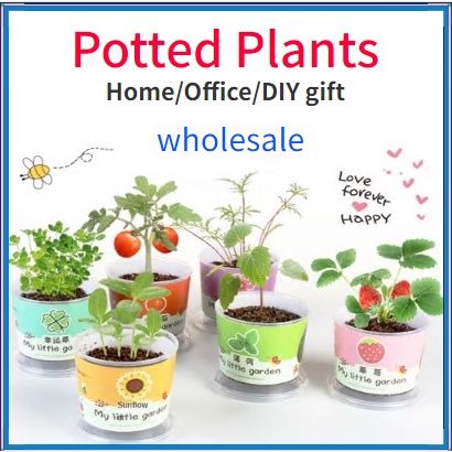 Home Office Mini Plant Potted/Kids DIY Plant Cat GrassToys Kids ...