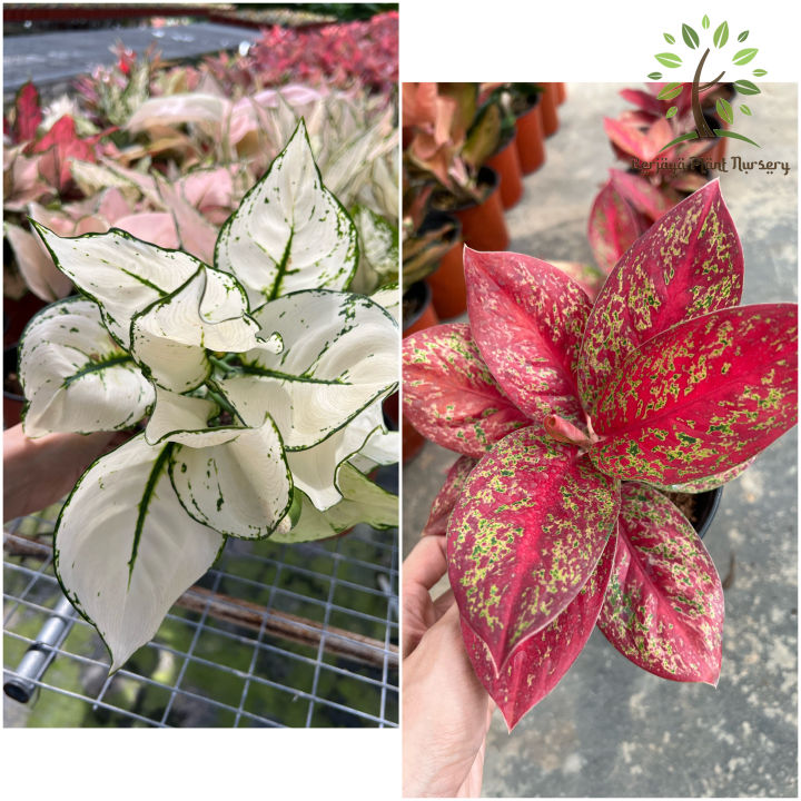 Berjaya Plant Nursery - Aglaonema (Pokok Bunga Hidup/Pokok Hiasan Dalam ...