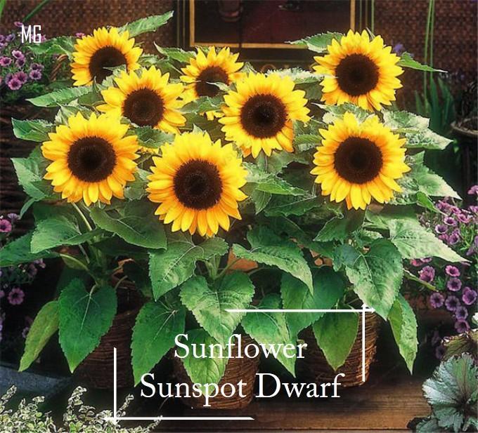 Benih Bunga Matahari Sunspot (Jenis Kerdil) - 40 biji 🌱 Tinggi 60cm ...
