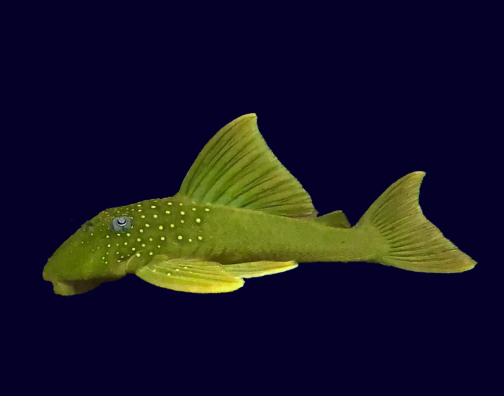 Pleco ภาพวาด 2 | Lazada.co.th