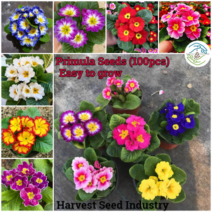 Easy to grow丨Primula Flower Seed Bonsai Seeds Rare Flower Seeds for ...
