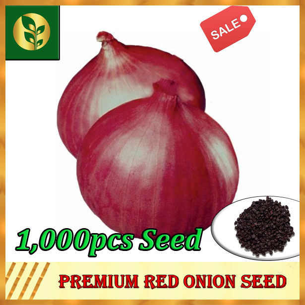 Red Onion Seeds | Pulang Sibuyas | Vegetables seeds | Golden Plant and ...