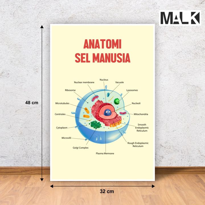 Poster ANATOMI SEL TUBUH MANUSIA | Lazada Indonesia