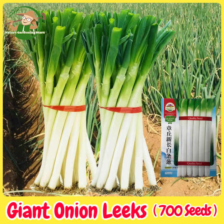 เมล็ดพันธุ์ ต้นหอมญี่ปุ่น บรรจุ 700 เมล็ด Long White Bunching Onion Seed Giant Onion Leeks ...