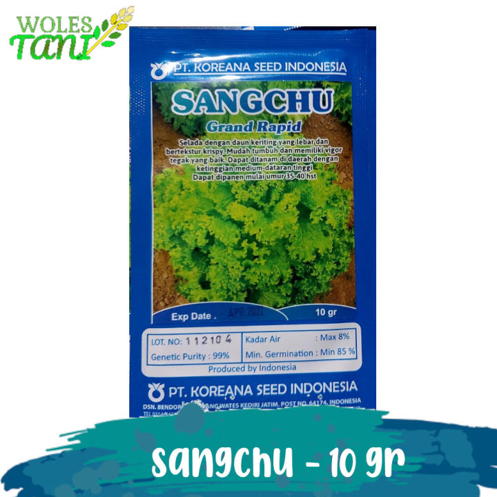 Benih Selada Hijau Grand Rapids Sangchu 10 Gram Unggul | Lazada Indonesia