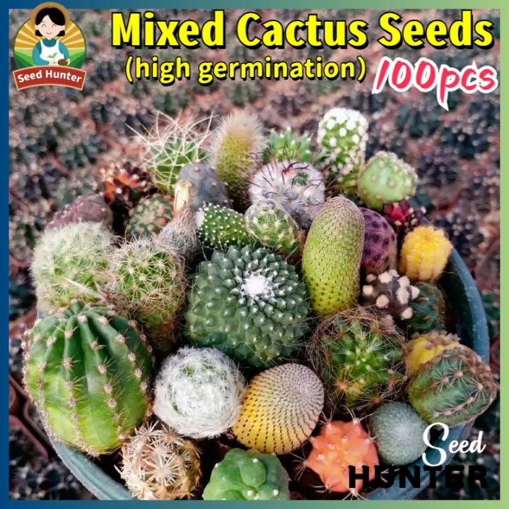 100pcs/pack Mixed Cactus Seeds for Sale Assorted Cactus Seeds for ...