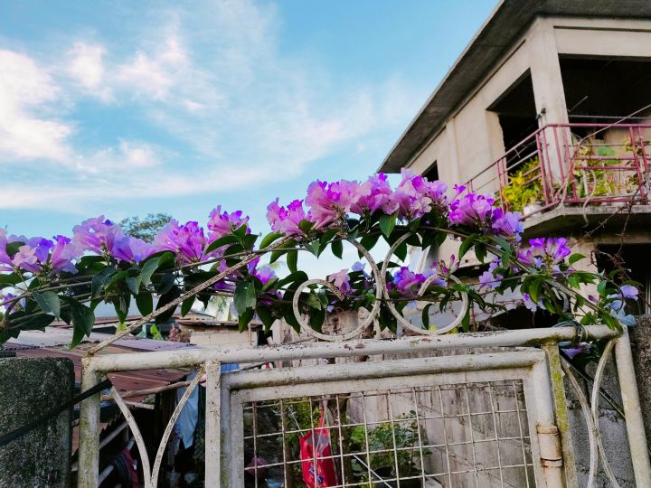Garlic Vine Plants (AMETHYST VINE MANSOA ALLIACEA) Live or Real Plants ...