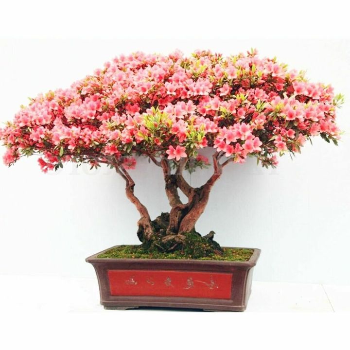 Rhododendron schlippenbachii (Royal Azalea) Fresh Tree Seeds | Lazada PH