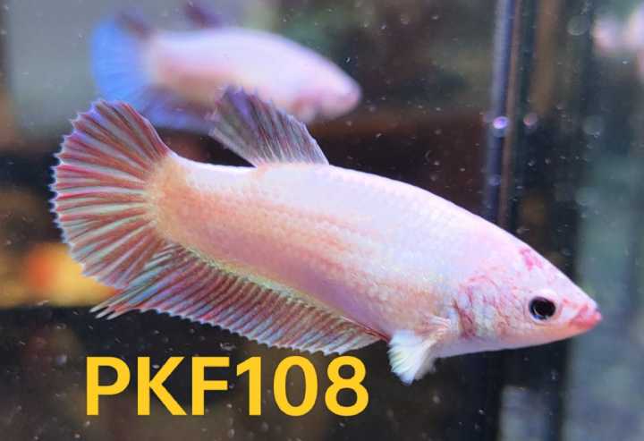 Plakat Female Betta Fish for sale! What you see is what you get ...