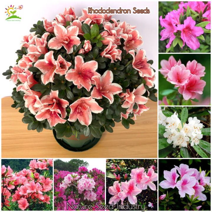 [Fast Germination] Rhododendron Seeds for Planting (50 seeds/pack, Easy ...