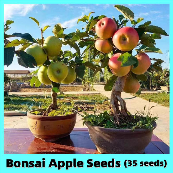 [ปลูกง่ายในประเทศไทย] 35 เมล็ดกินได้ Apple Tree Seeds เมล็ดผลไม้หวาน ...