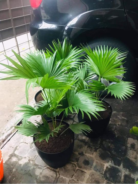 anahaw native | Lazada PH