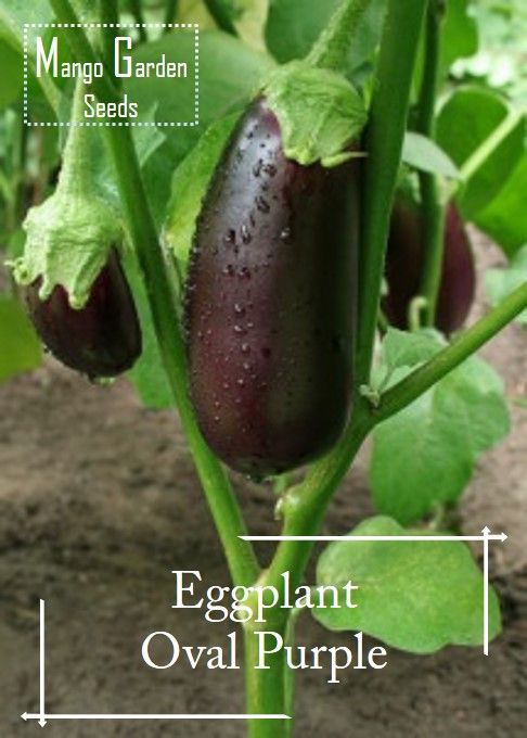 Oval Purple Eggplant seeds - 30 seed *Pot Friendly* Tanam Pasu, Biji ...
